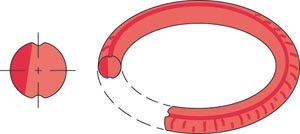 How to Recognize and Avoid the Common Causes of O-ring Failure | Power ...